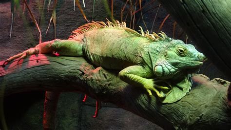 Robin Image Optimizer