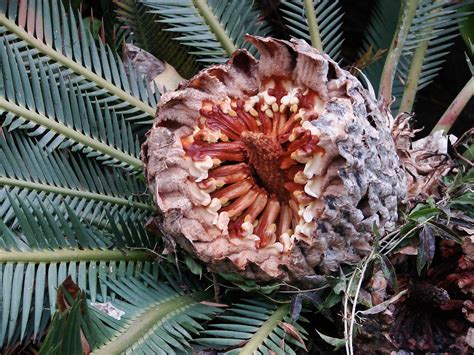 How To Grow Dioon Edule Earthone