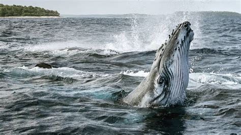Secrets Of The Whales National Geographic Your Favourite Shows