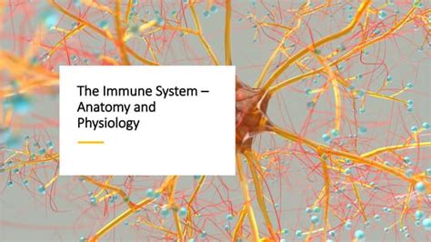 The Immune System Anatomy And Physiology Bccm Dentistrypptx