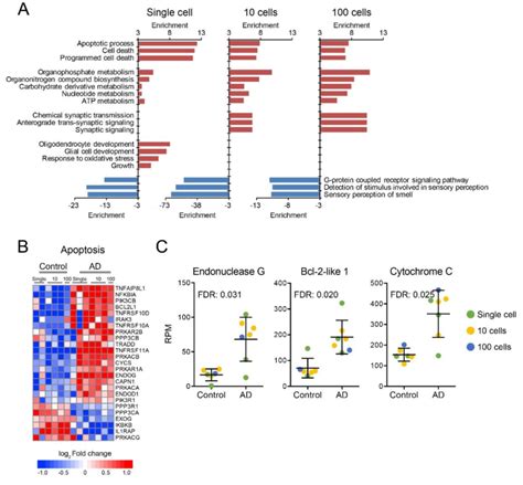 Ad Related Functional Alterations In Different Neuron Sets A Download Scientific Diagram