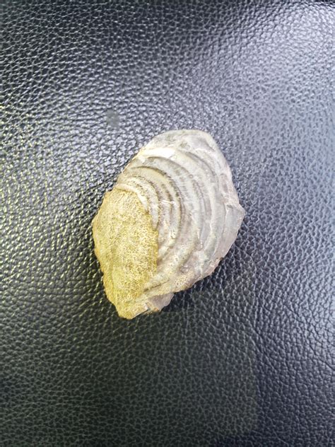 Found A Bivalve Fossil While Hiking In Saskatchewan This Weekend R