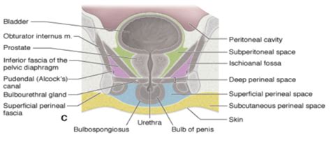 Spaces Of The Lesser Pelvis And Perinuem Flashcards Quizlet