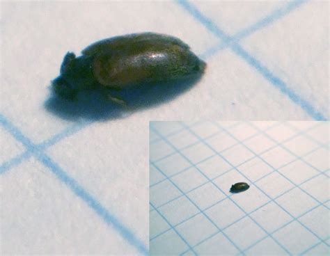 Жуки в кровати кусаются 80 фото