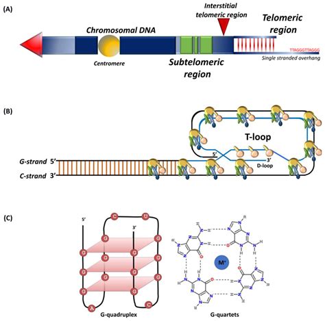 Schematic Representation Of A Telomeres And Subtelomeric Regions