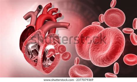 3d Human Antomy Over 11 Royalty Free Licensable Stock Illustrations 3d Human Antomy Over 11 Royalty Free Licensable Stock Illustrations