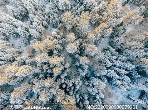 冬季雪松俯视图景观高清摄影图片 大图网图片素材