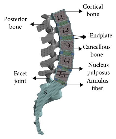 Finite Element Fe Model A Front View Of The Lumbar Spine Model