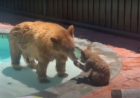 自宅のプールにあらわれたクマの親子母グマは一緒に入りたいみたいですが子グマは入りたくないみたいですアメリカ動画