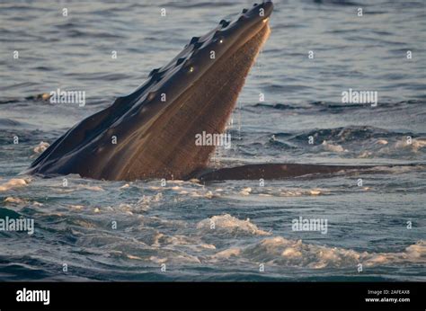 Baleen Plates