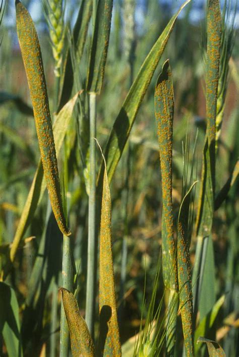 Leaf Rust