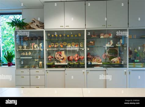 Glass Display Cases In A High School Biology Classroom Displaying