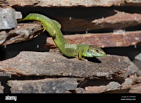 European Green Lizards Lacerta Viridis Other Animals Reptiles