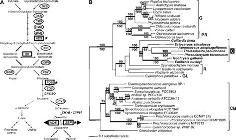 A Generalized Scheme Of Carotenoid Biosynthesis In Plants And Algae Download Scientific