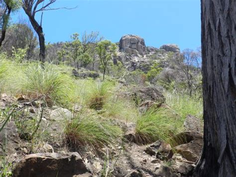 Mt Walsh National Park Biggenden 2021 All You Need To Know Before