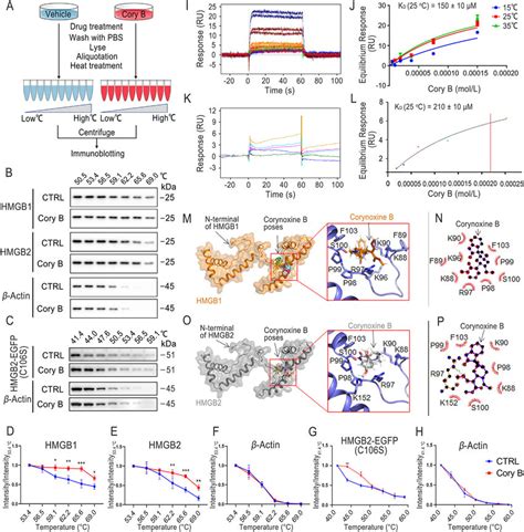 Corynoxine B Cory B Directly Bound To Hmgb1 And Hmgb2 A Workflow Download Scientific