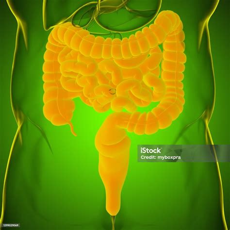 Pequeño E Intestino Grande 3d Ilustración Humana Sistema Digestivo
