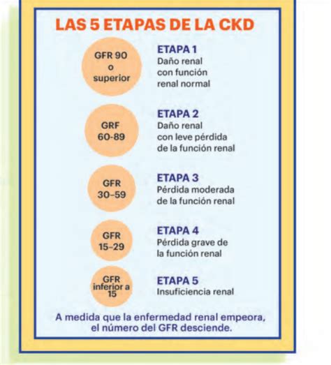 ¿cuáles Son Las Principales Causas De Las Enfermedades Renales Y Cómo