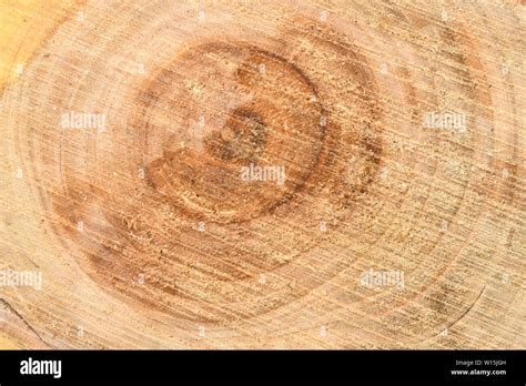 Top View Of The Surface Of The Fresh Stump With Annual Rings Closeup For Use As Background