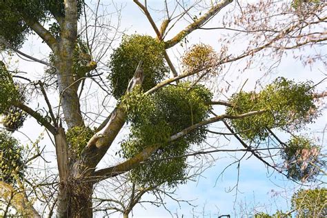 Symbiotic Relationships In The Forest Mutualism Parasitism And More