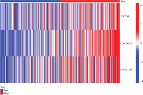Clinical Correlation Analysis In Tcga Cohort K M Survival Analysis For