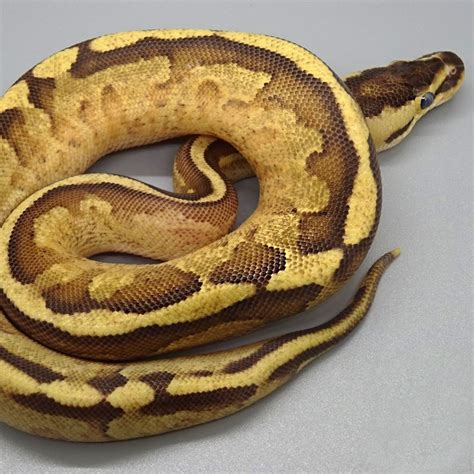 Fire Vanilla Ball Python Hatchling