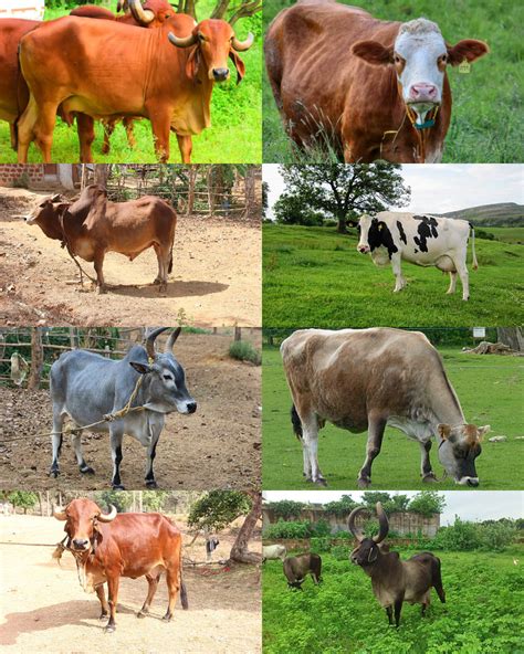 Dairy Farming And The Various Breeds Involved — Lesson Science State Board Class 9