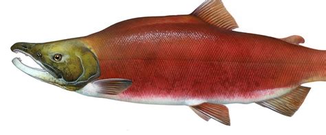 Everything You Need To Know About Salmon Sizes