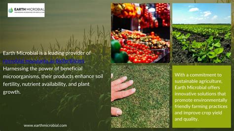 Ppt Harnessing The Power Of Microbial Inoculants As Biofertilizers