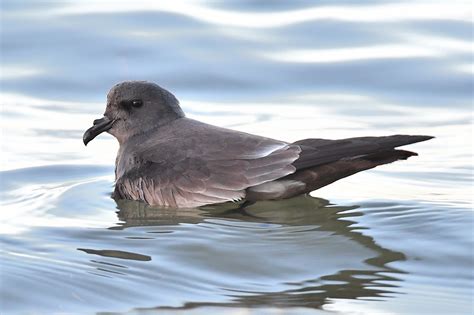 オーストンウミツバメ属 日本の野鳥識別図鑑