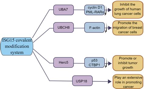 Table 1 From The Functional Roles Of Isg15isgylation In Cancer