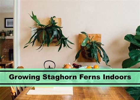 Growing Staghorn Fern Planting And Guiding Tips Plants Spark Joy
