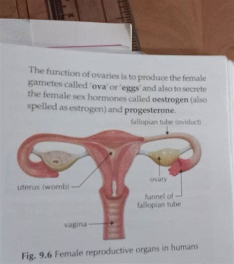 The Function Of Ovaries Is To Produce The Female Gametes Called Ova Or