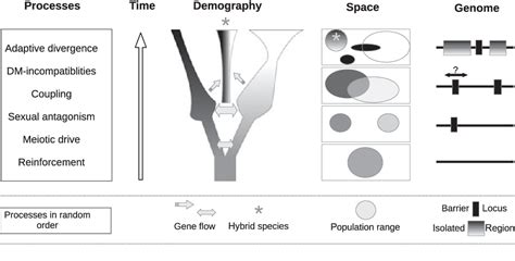 Figure 1 From Hybridization And Speciation Semantic Scholar