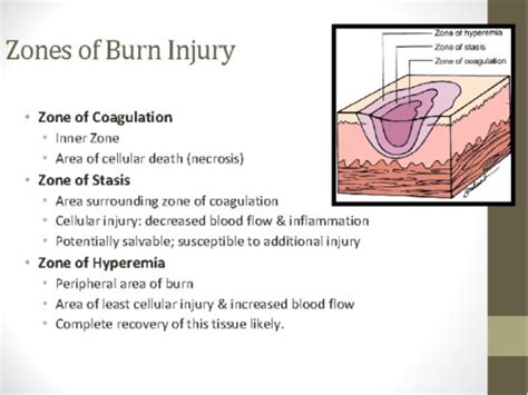 Dermatology Flashcards Quizlet