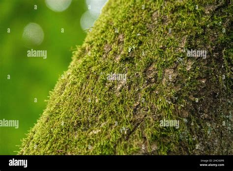 Tree Lichen And Moss Covered Tree Branch Stock Photo Alamy