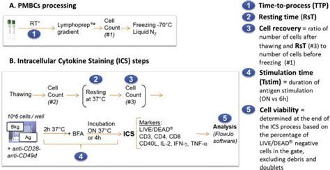 Pbmc Processing A Ics Steps And Investigated Parameters B