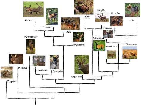 Cladogram Evolution Solution