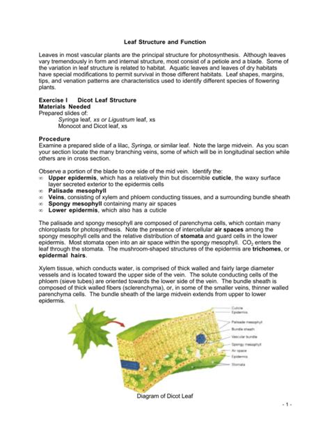 Leaf Structure And Function Leaves In Most Vascular Plants Are The