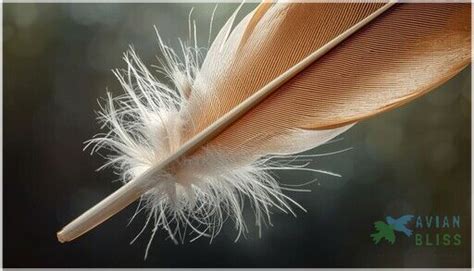 Bird Feathers Structure Types Functions And Care Explained
