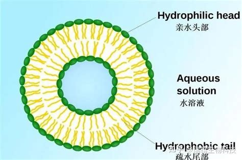光热响应性红细胞膜纳米囊泡 载奥沙利铂细胞膜囊泡纳米的研究制备 知乎