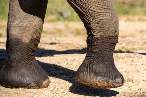 Do Elephants Stomp