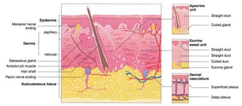 Figure 1 1 From Development And Evaluation Of Novel Biocompatible Microemulsion Formulations For