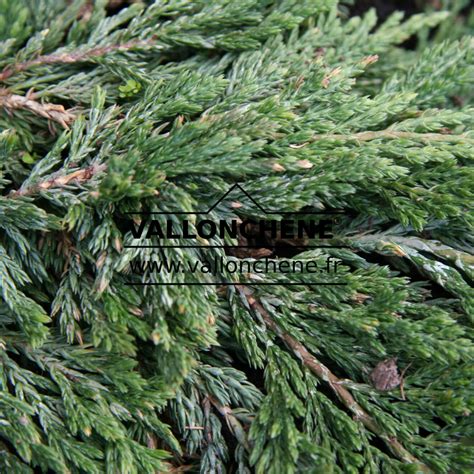 Juniperus Horizontalis Pancake Creeping Juniper