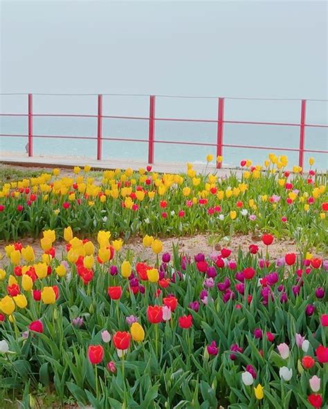 아름🌷이프엔느 코리아플라워파크 태안 다른곳에서 보기힘든 조합인 이곳 튤립이 한가득 모여있는곳도 너무 좋았지만 가장 많은 시간을 보내고 수십장의 사진을 담은곳이