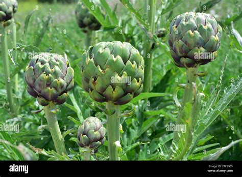 Globe Artichoke Cynara Scolymus Or Cynara Cardunculus Scolymus Is A