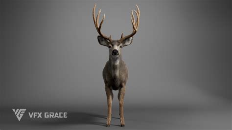 Mule Deer Animation Maya Character Asset Vfx Grace