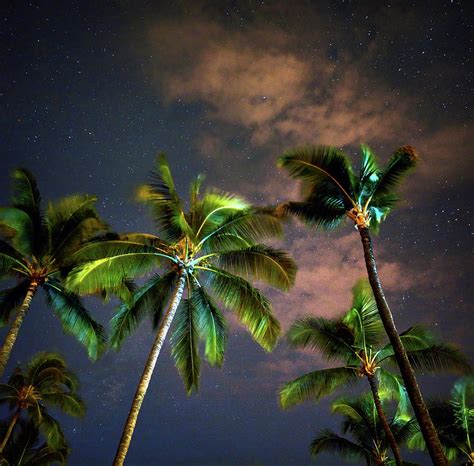 Night Tree Photography