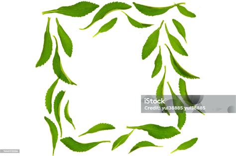 스테비아 공장 스테비아의 사각형 프레임은 흰색 배경에 고립되어 있습니다 감미료 포장 모형 스테비아 레바우디아나 식이 천연 감미료스테비아 그린 나뭇 가지 0명에 대한 스톡