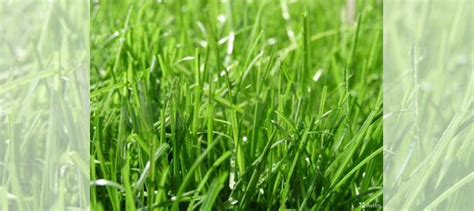 Травосмеси купить в Петрозаводске | Товары для дома и дачи | Авито